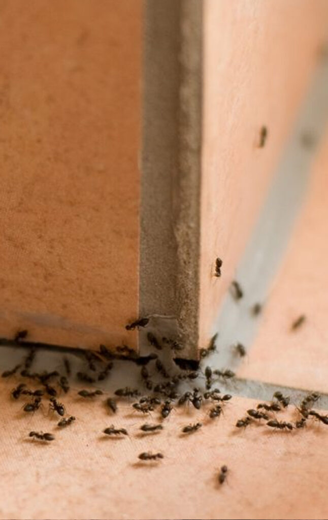 Ant Control in Fort Worth, Dallas TX | EcoStar Pest Control