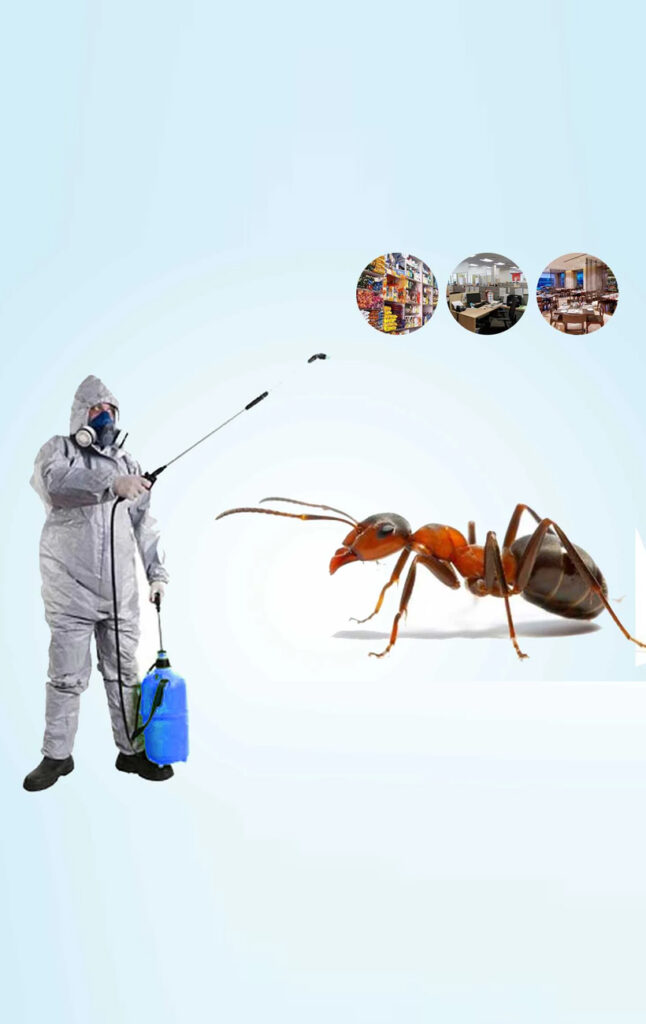 Fire Ant Control - EcoStar Pest Control