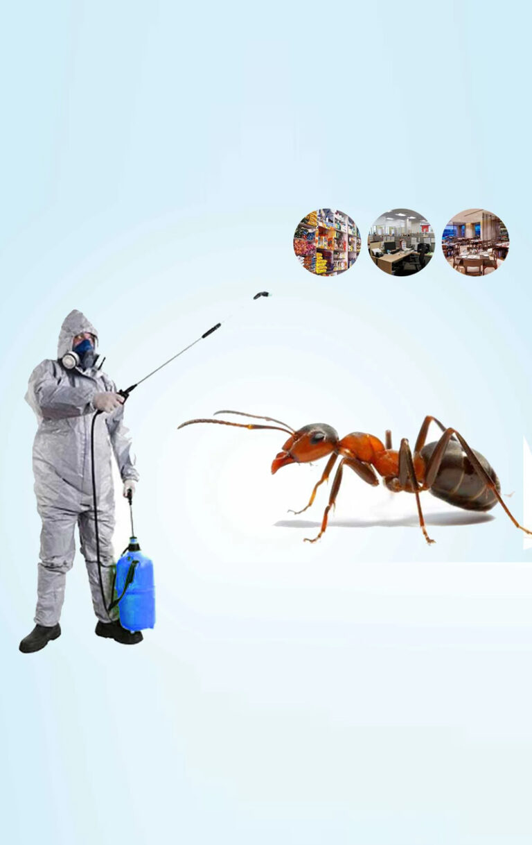 Fire Ant Control - EcoStar Pest Control