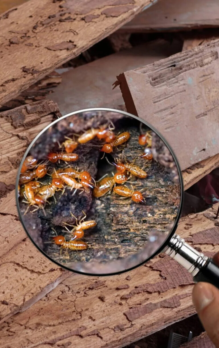 Termite Control & Treatment Services Fort Worth, Dallas TX | Ecostar ...