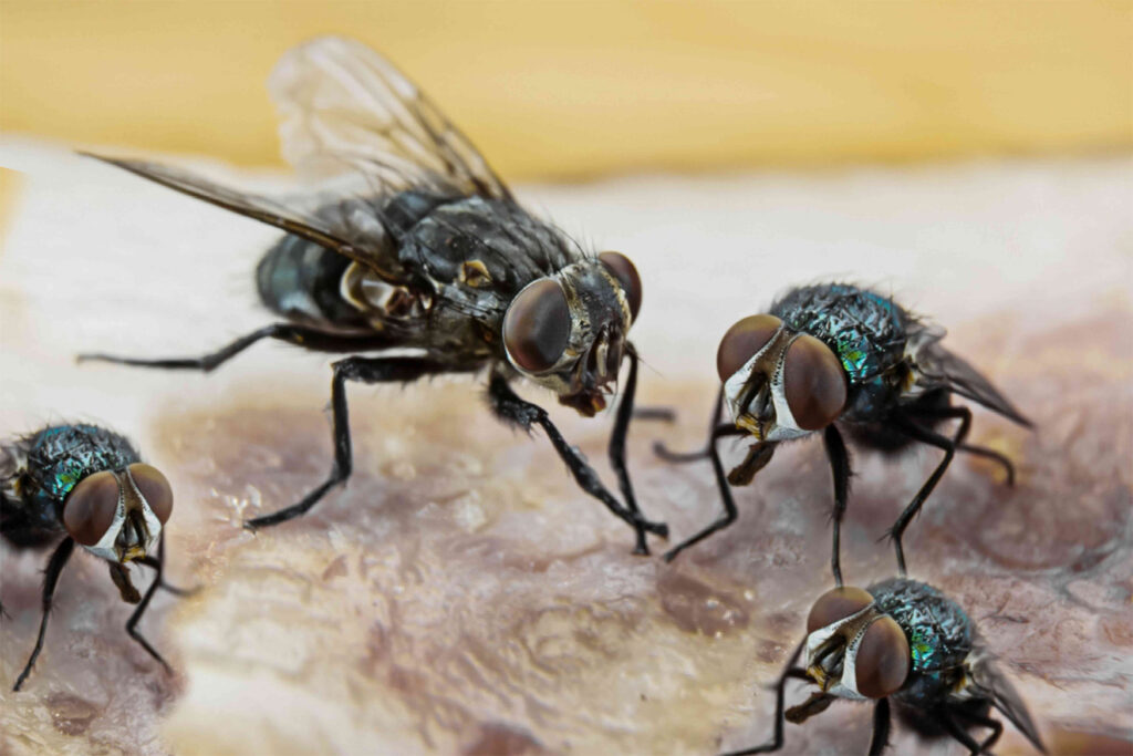 Fly Control Services - Treatment Near Dallas Fort Worth Areas